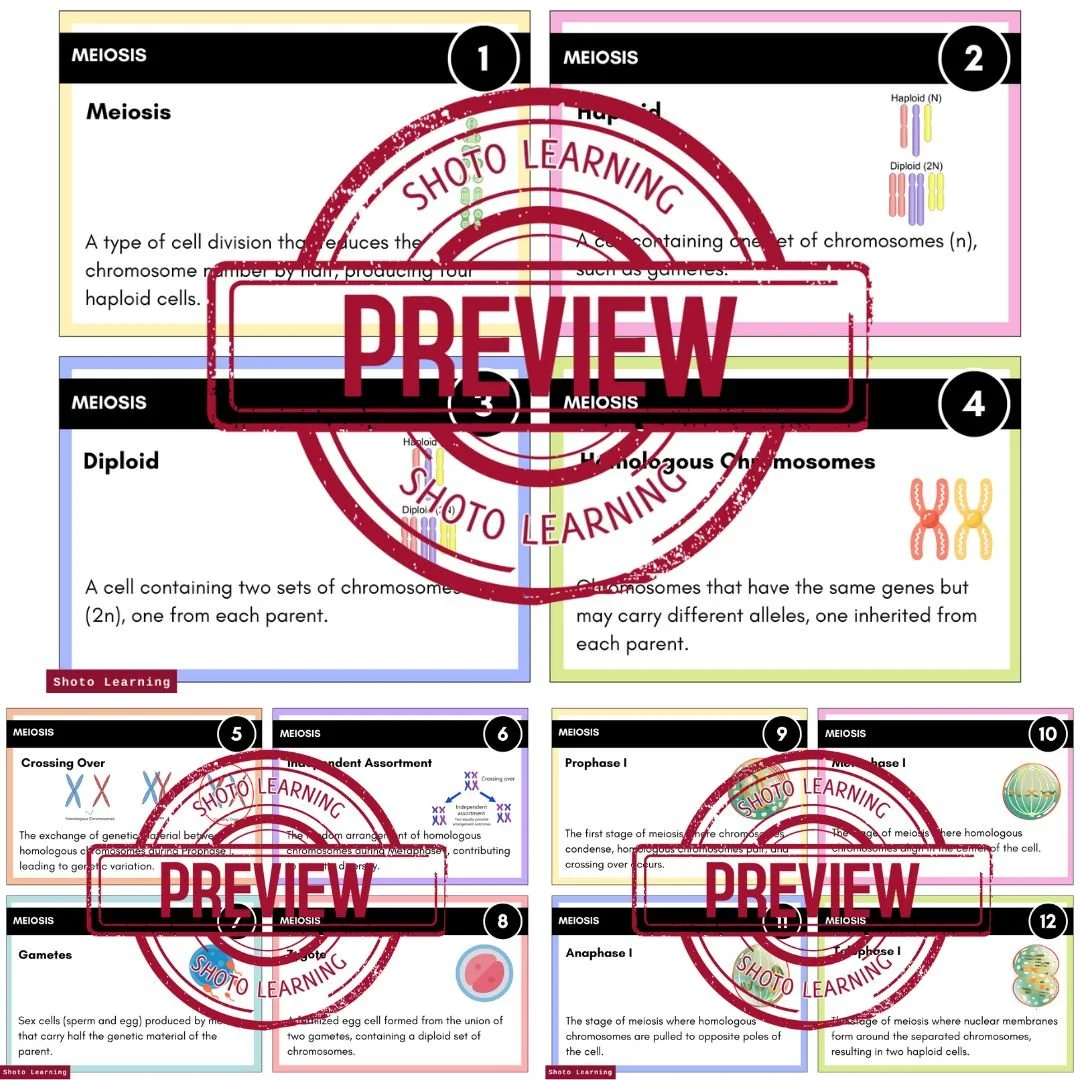Meiosis Process Poster – Visual Cell Division Guide | PDF Download