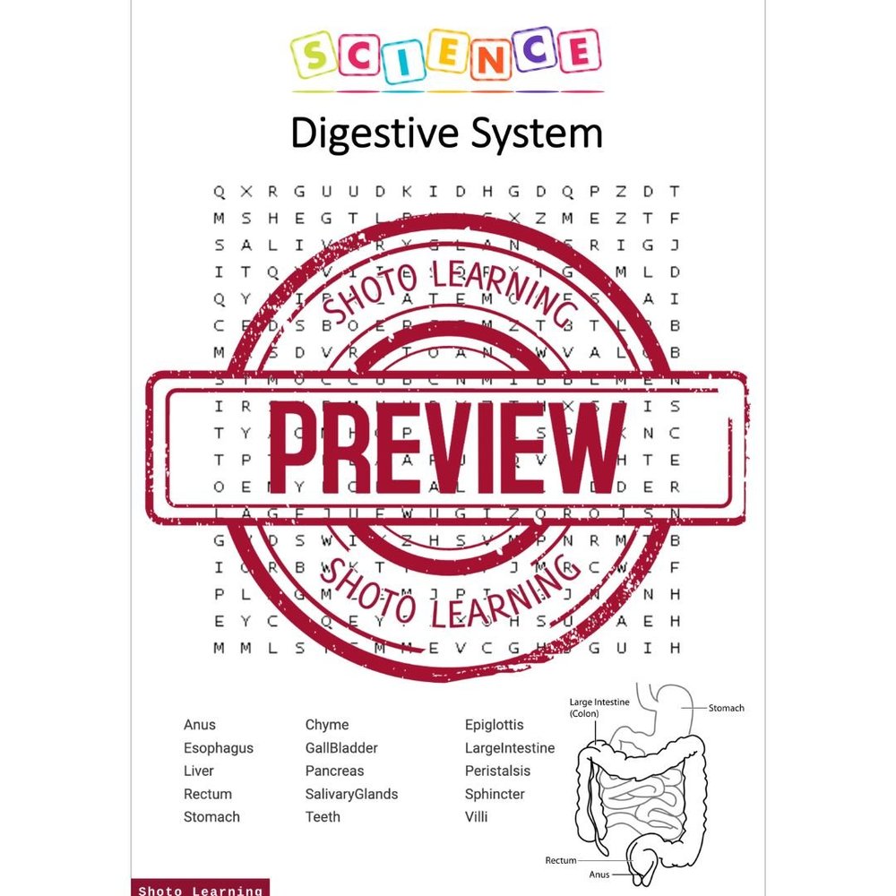 Digestive System Word Search - Fun & Educational for Kids