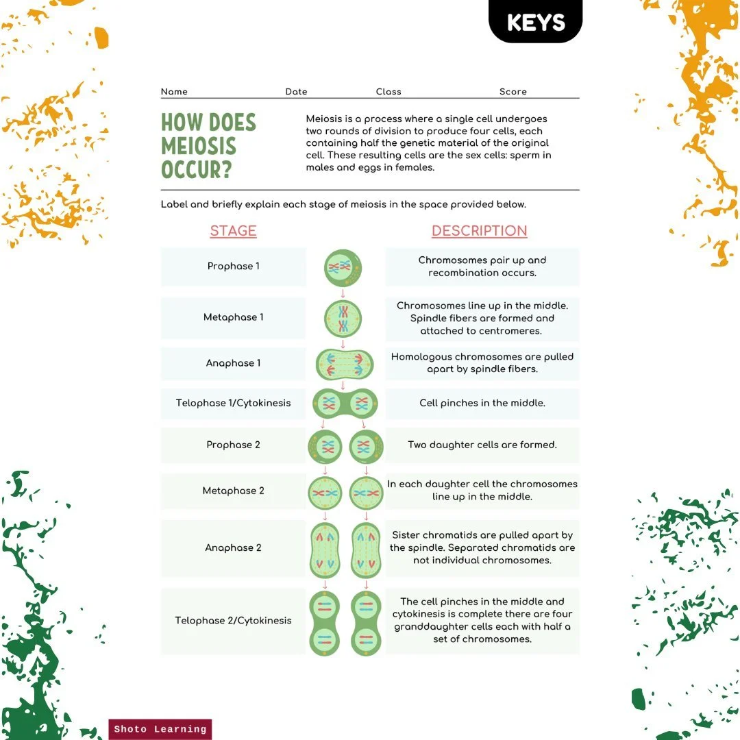 Meiosis Short Questions & Answers Worksheet | 20 Questions PDF