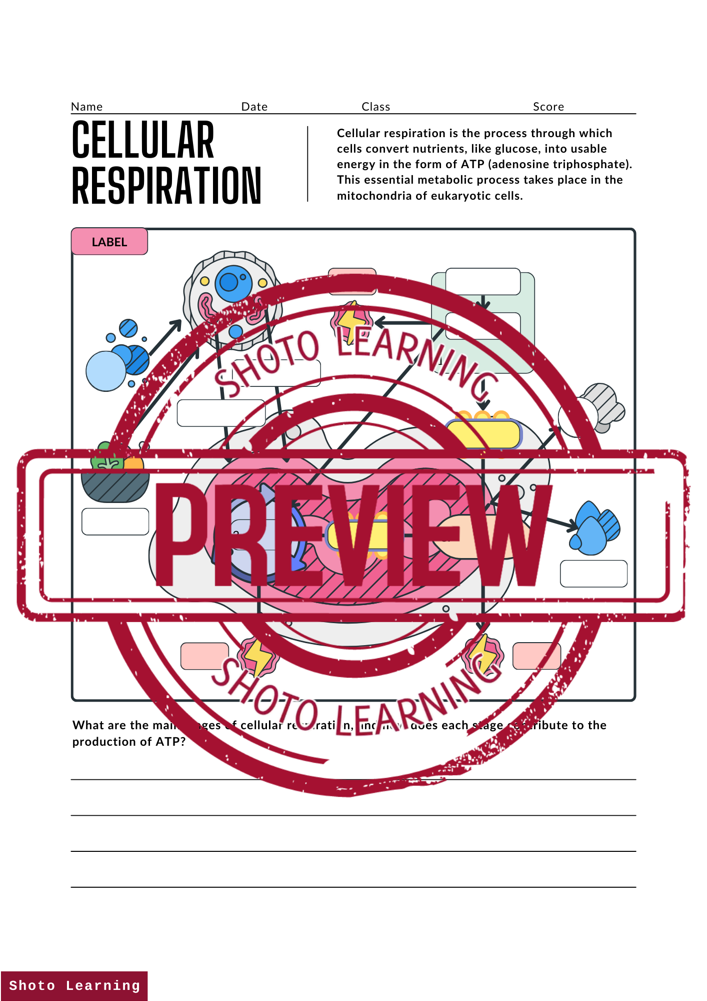 Parts Of Respiratory System In Order at Toby Denison blog