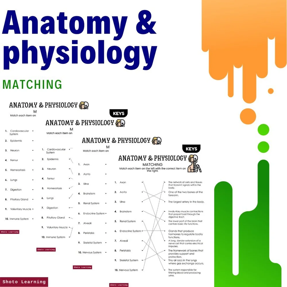 Anatomy & Physiology ABC Order Worksheet - 21 Terms with Answer Key