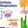Cellular Respiration Posters Bundle - Visual Learning Tools