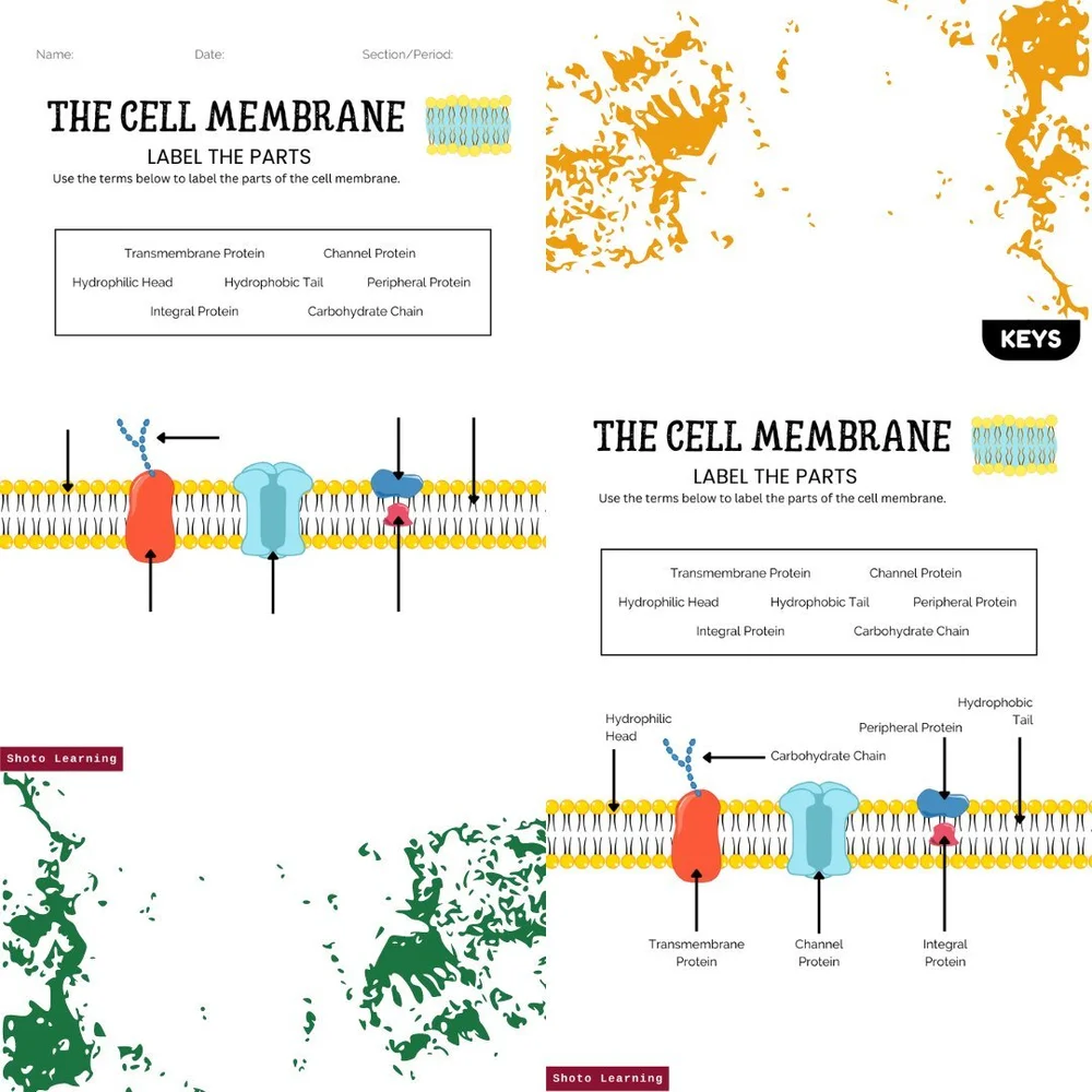 Cell Membranes Worksheet Bundle: Enhance Cellular Biology Learning