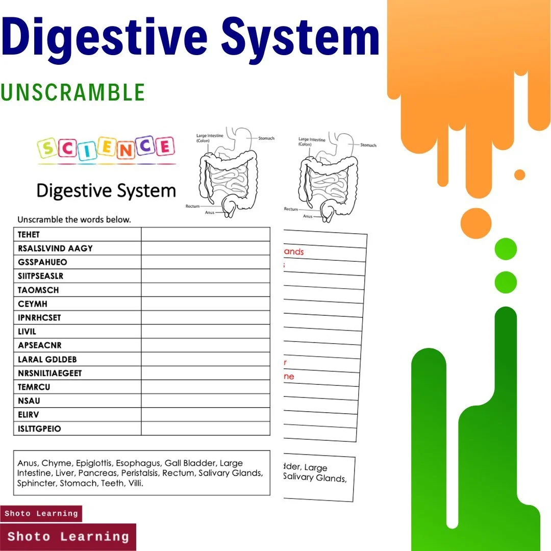 Digestive System Science Activity Bundle: Word Games & Puzzles