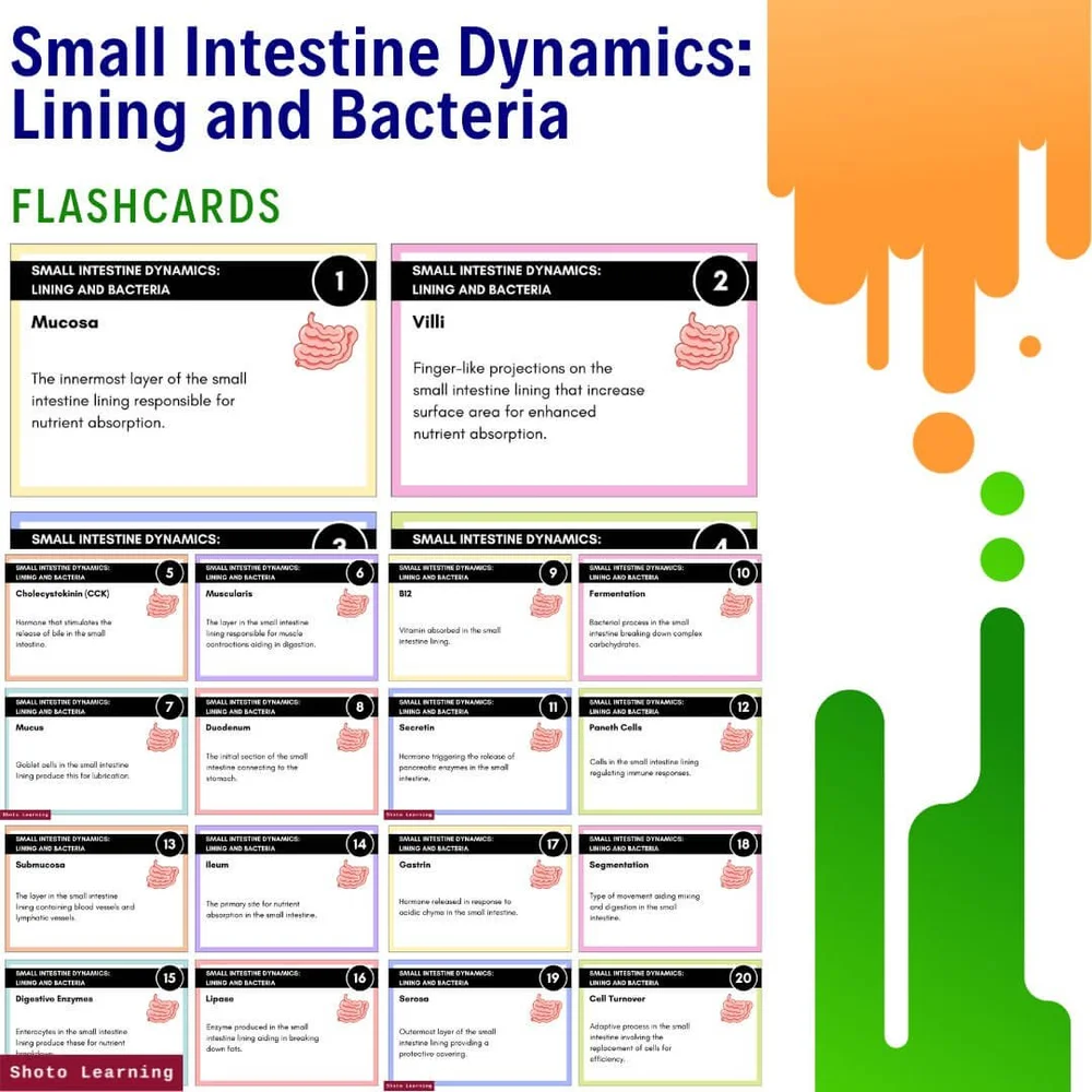 Small Intestine Word Search: Lining & Bacteria Puzzle