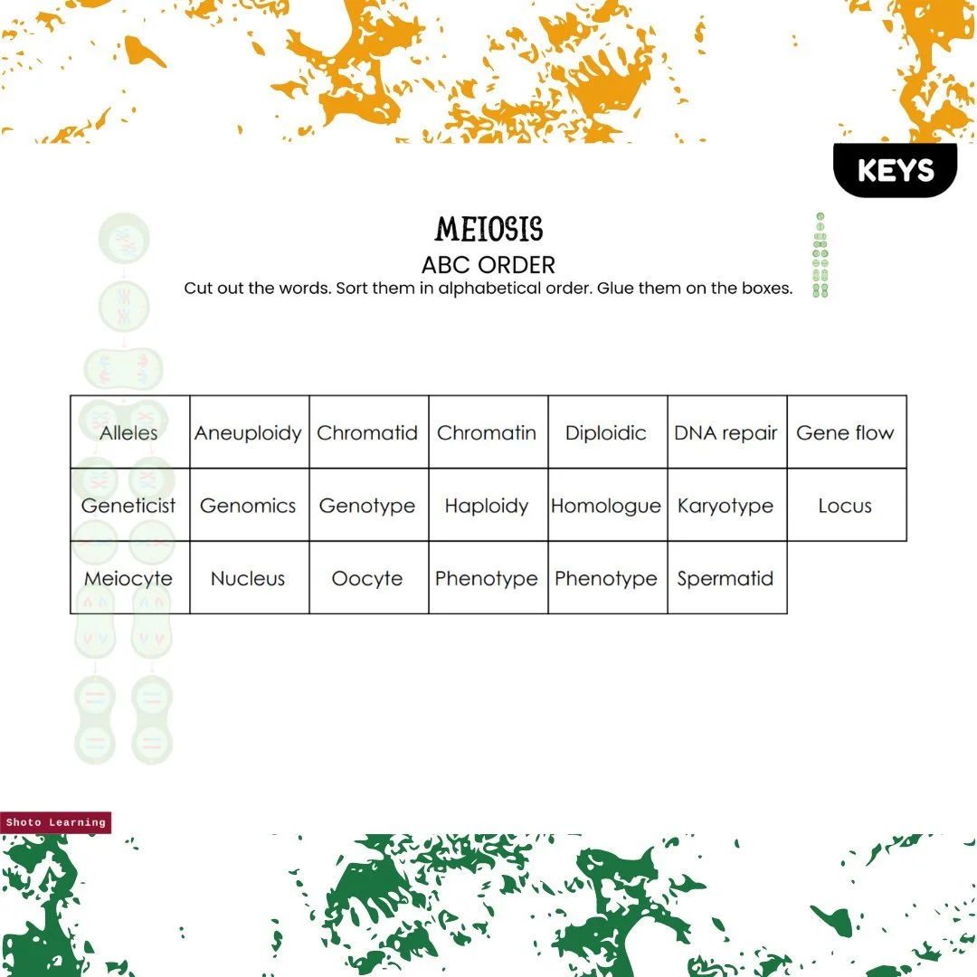 Meiosis Process Poster – Visual Cell Division Guide | PDF Download