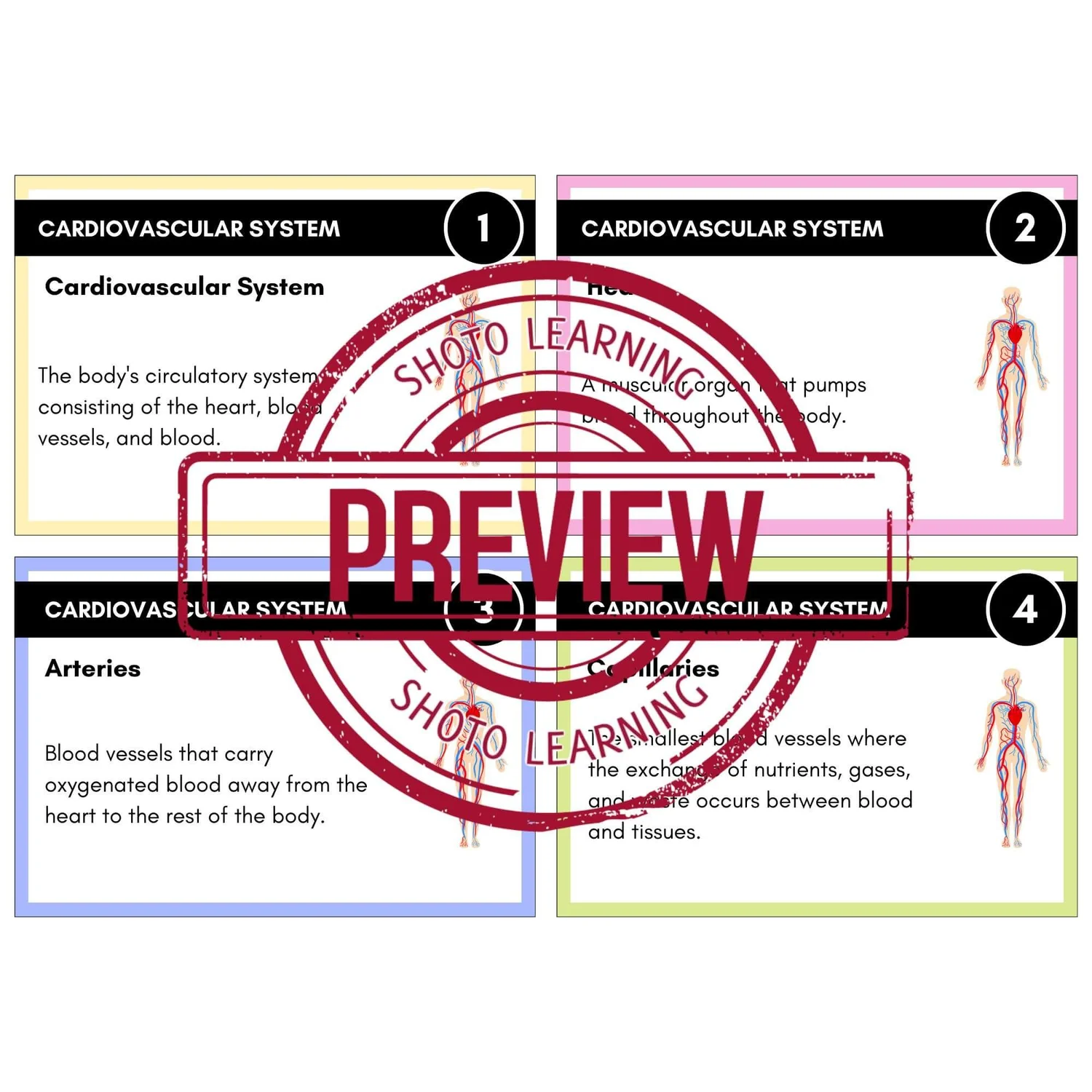 CARDIOVASCULAR SYSTEM SCIENCE ACTIVITY - BUNDLE WORD FIND SCRAMBLE ...