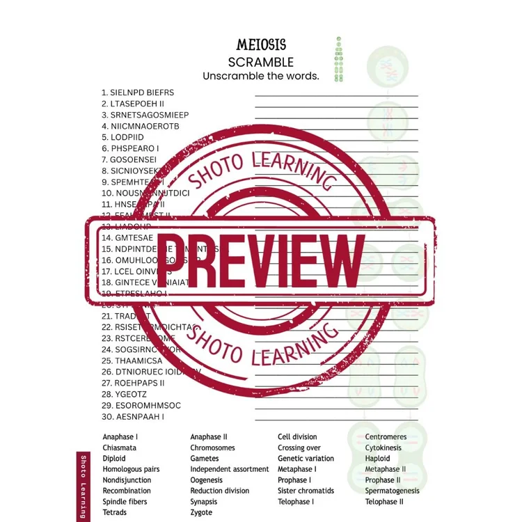 Meiosis Process Poster – Visual Cell Division Guide | PDF Download