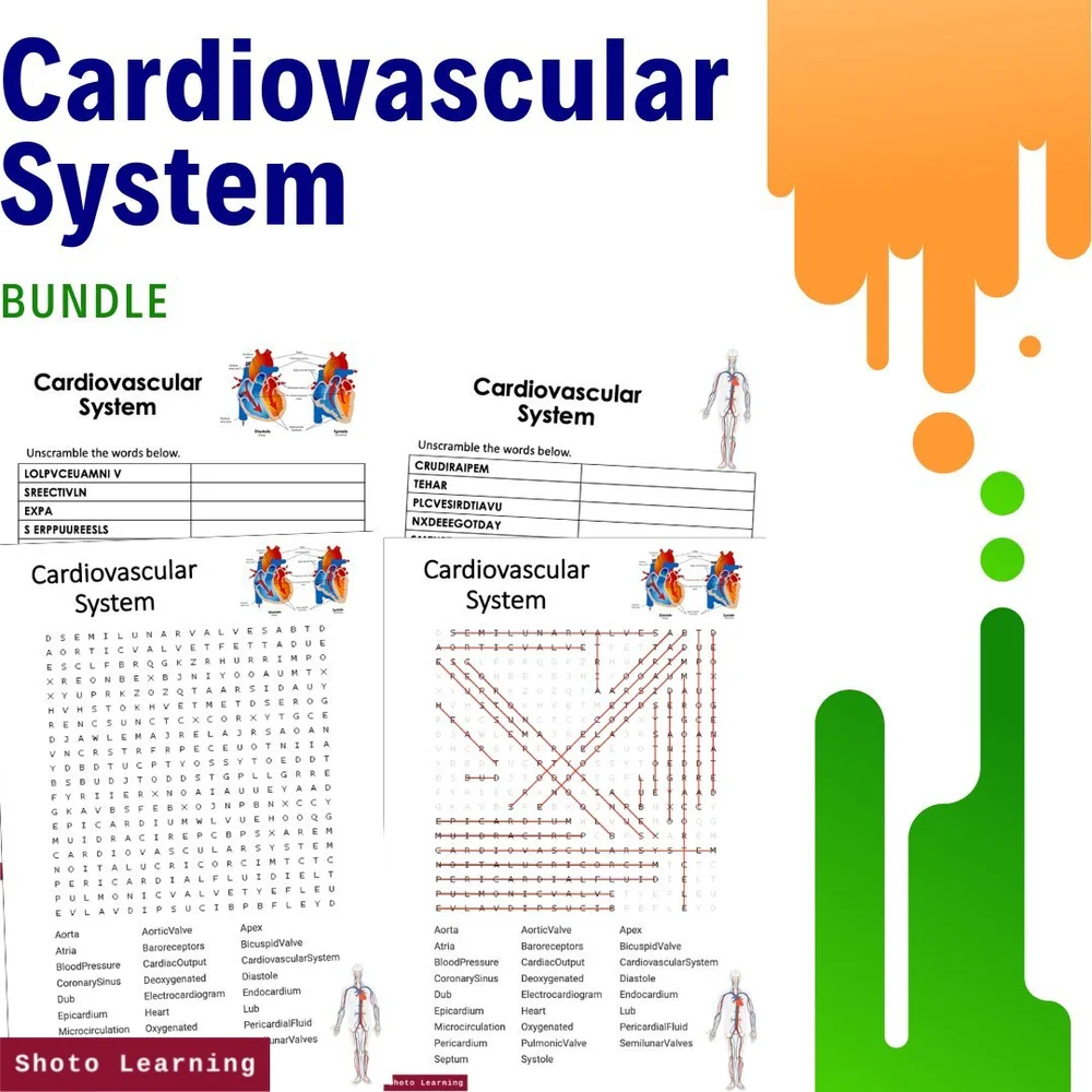 Cardiovascular System Flash Cards – Learn Heart & Circulation