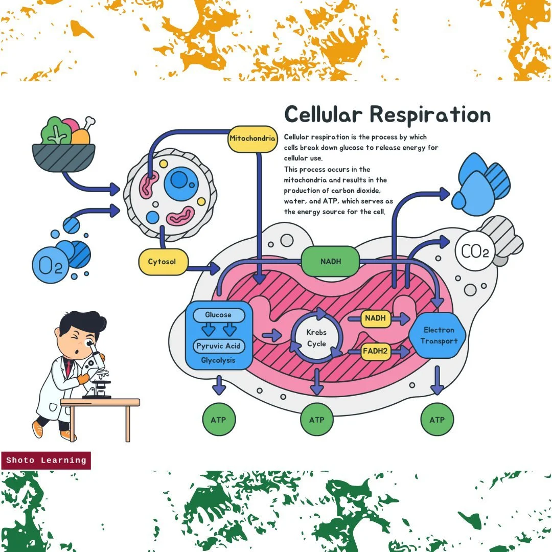 Cellular Respiration Label Worksheet | Word Box & Answer Key