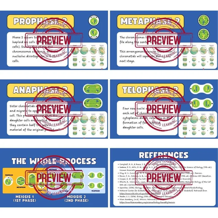 Meiosis Process Poster – Visual Cell Division Guide | PDF Download