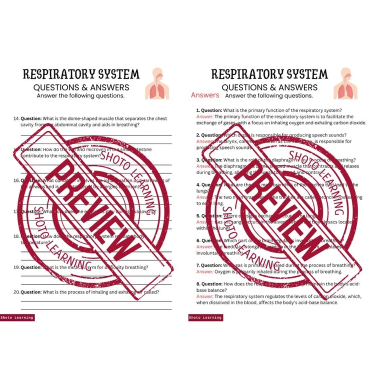 Respiratory System Poster: Learn Anatomy & Function | Free Download