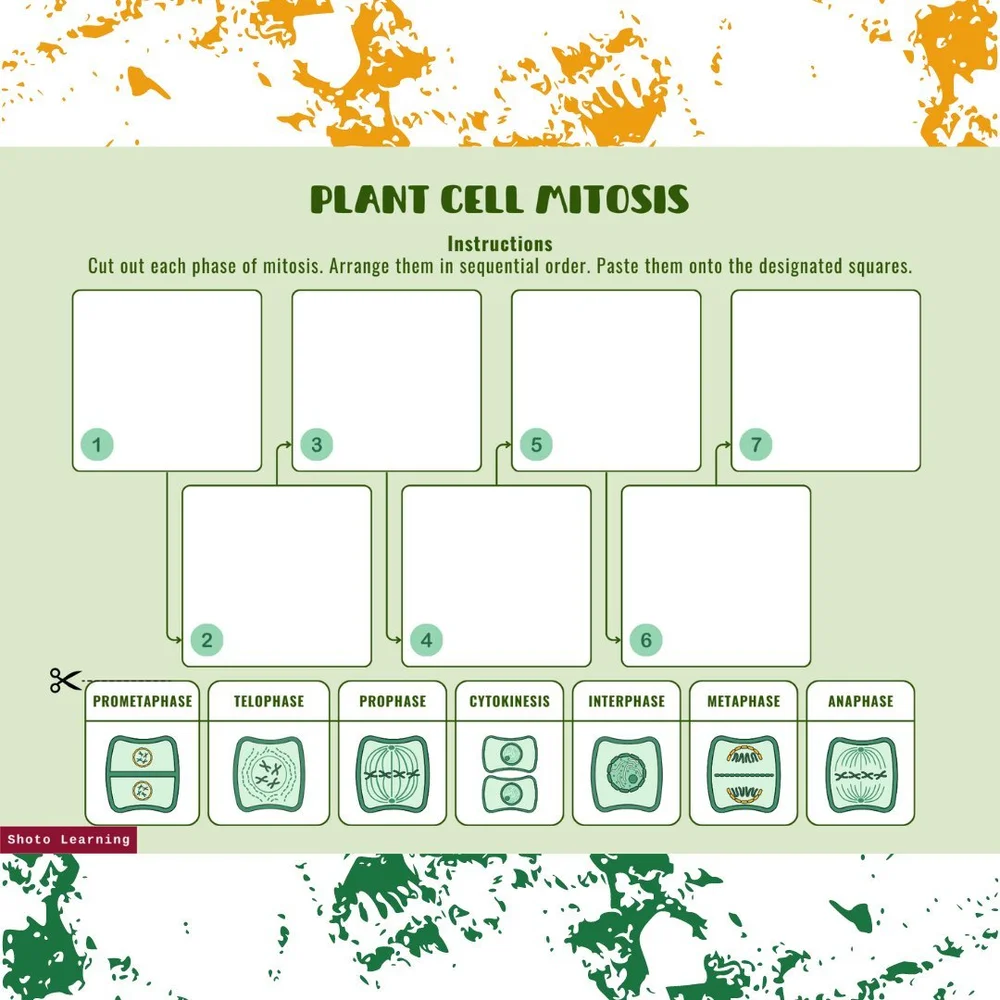 Mitosis Mastery: Your Ultimate Reading Comprehension Guide