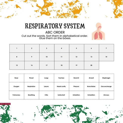 Respiratory System Diagram: Fill in the Blanks and Learn