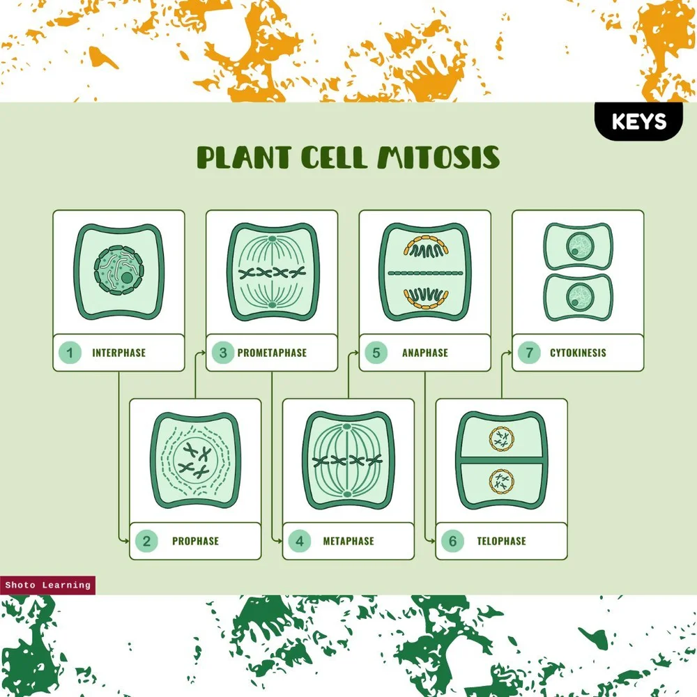 Mitosis Mastery: Your Ultimate Reading Comprehension Guide