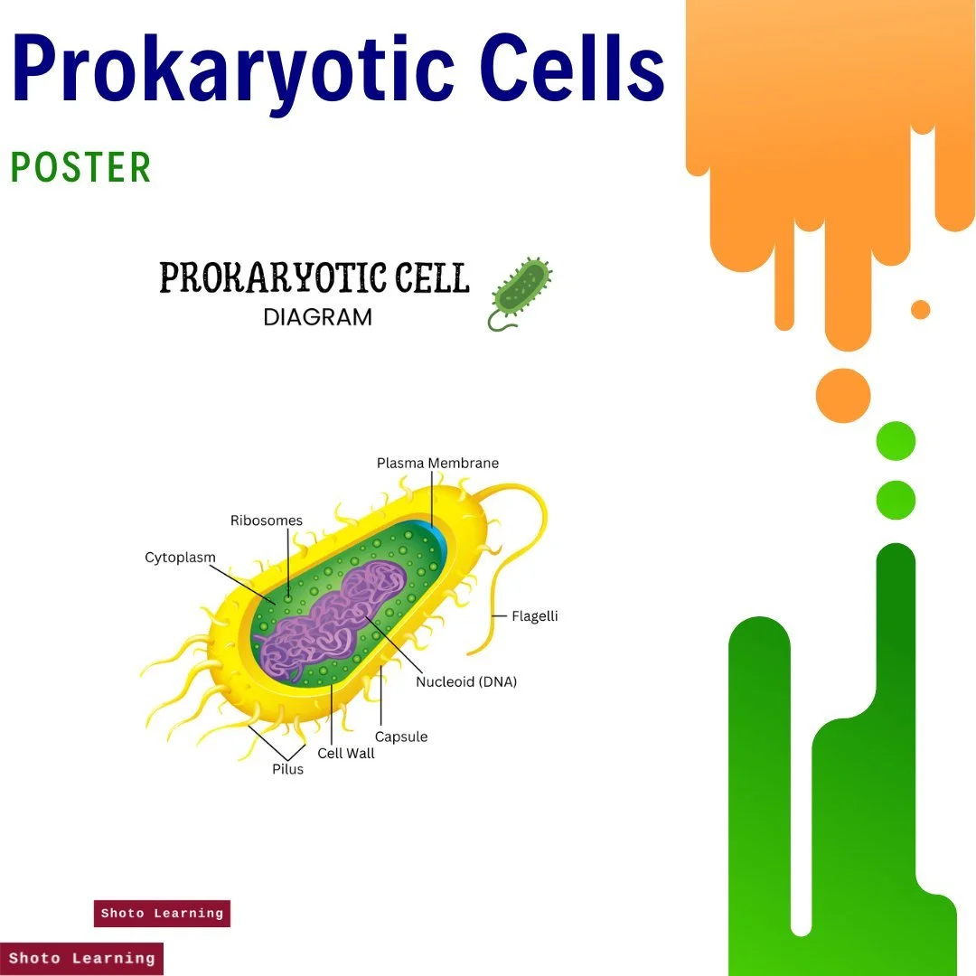Prokaryotic Cell Q&A Mastery: 20 Questions & Answers