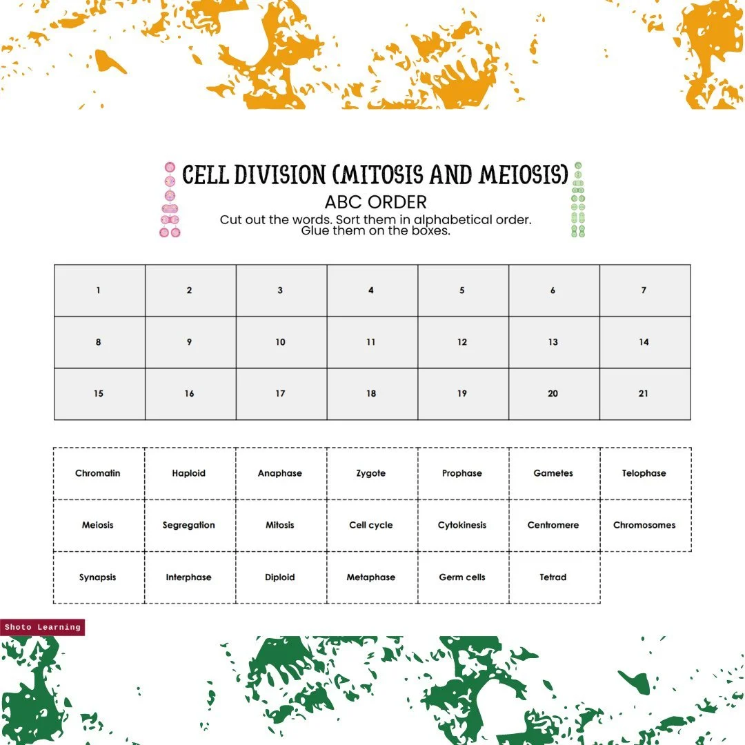 Mitosis vs Meiosis Poster: Visual Guide to Cell Division