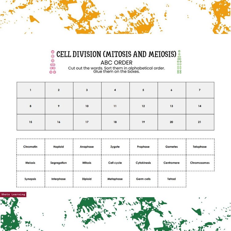 Mitosis vs Meiosis Poster: Visual Guide to Cell Division