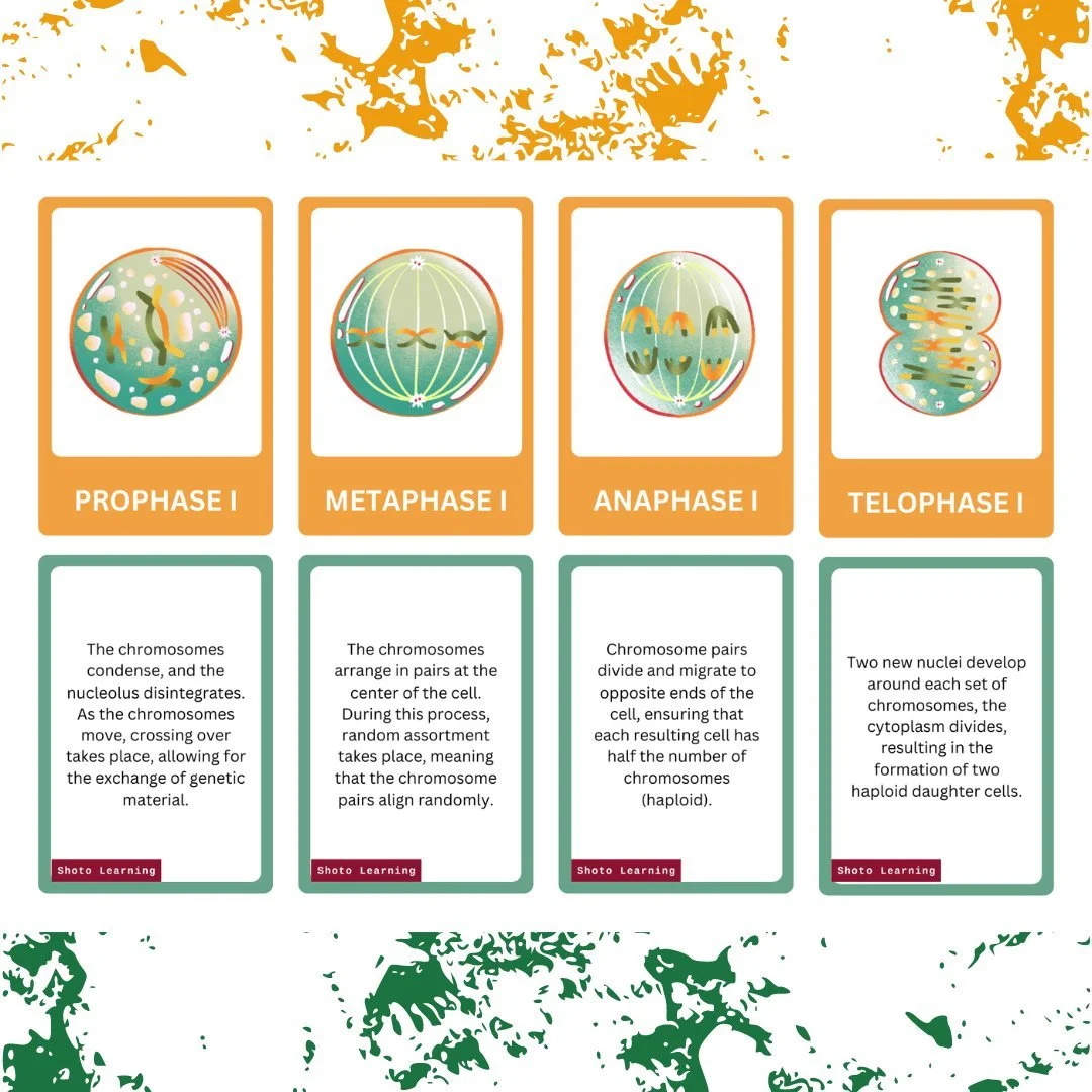 Meiosis Worksheet: 20 Fill-in-the-Blank Questions + Answer Key
