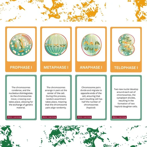 Meiosis Process Poster – Visual Cell Division Guide | PDF Download