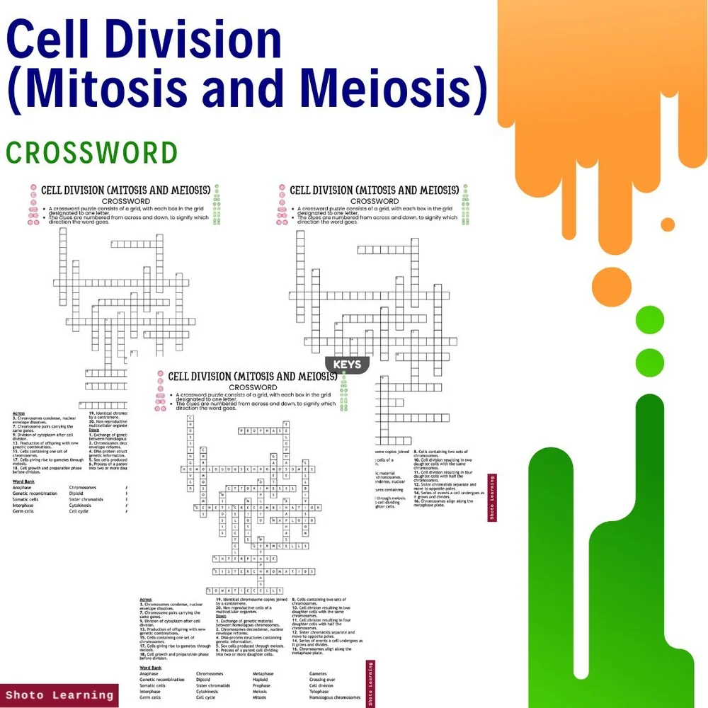 Mitosis vs Meiosis Poster: Visual Guide to Cell Division