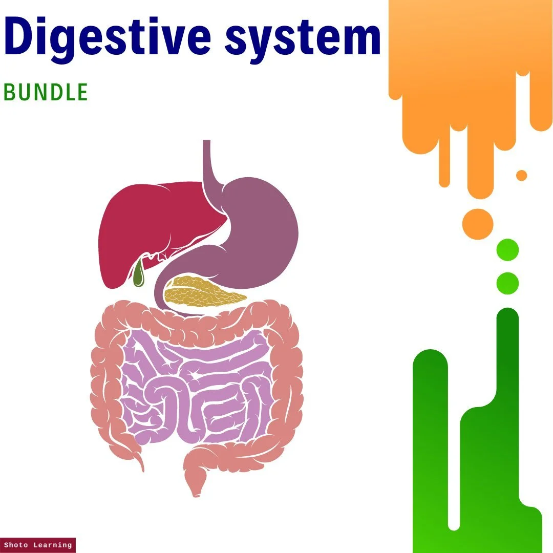 Digestive System Vocabulary Scramble Activity Worksheet