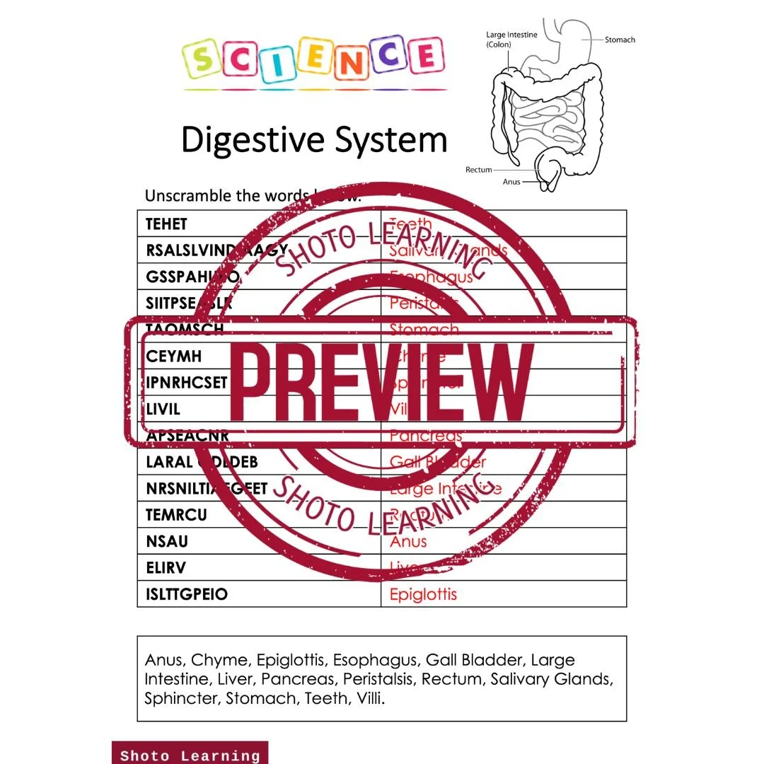 Digestive System ABC Order Worksheet for Kids | Fun & Educational