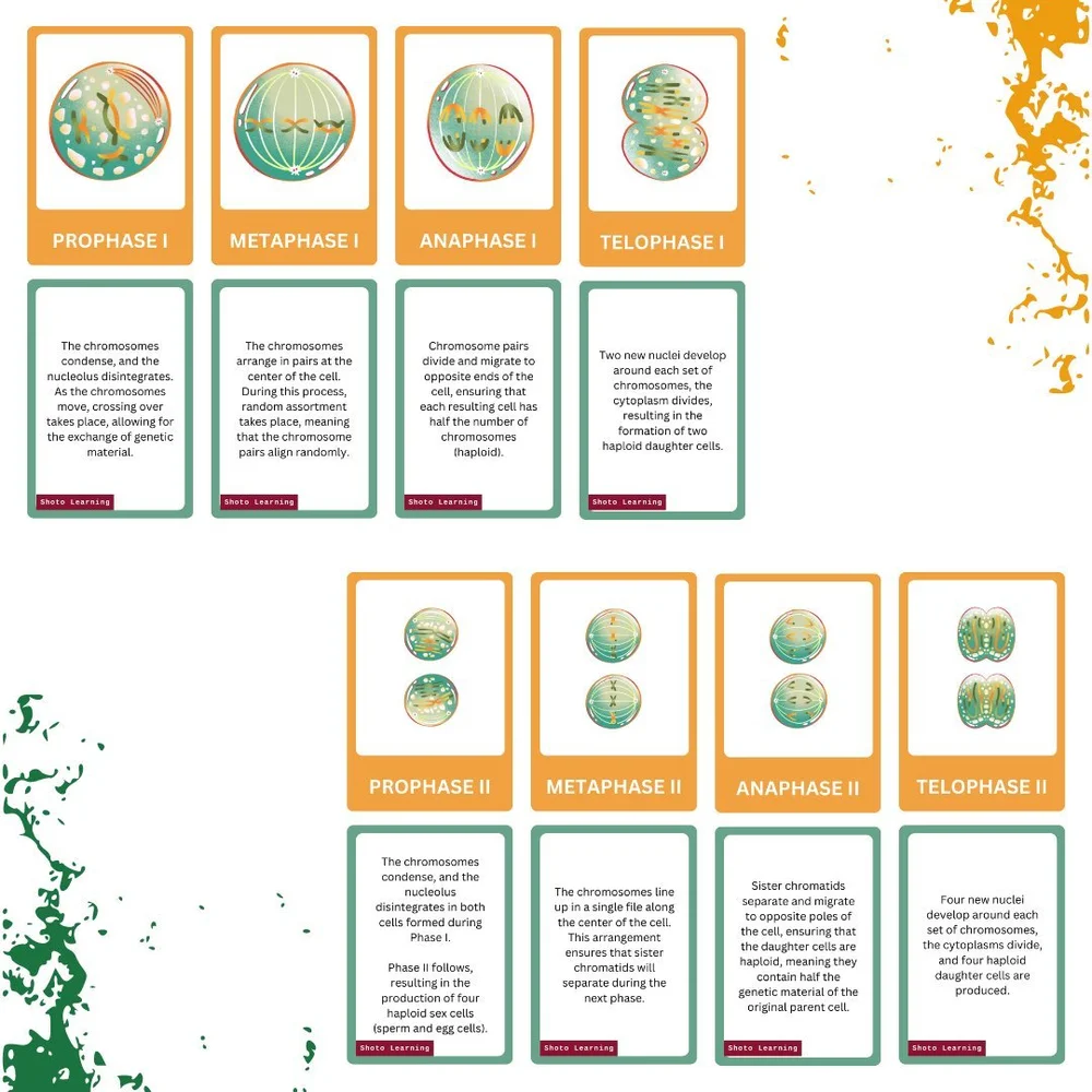 Meiosis Worksheet with 5 Questions & Answers | Study Biology Easily