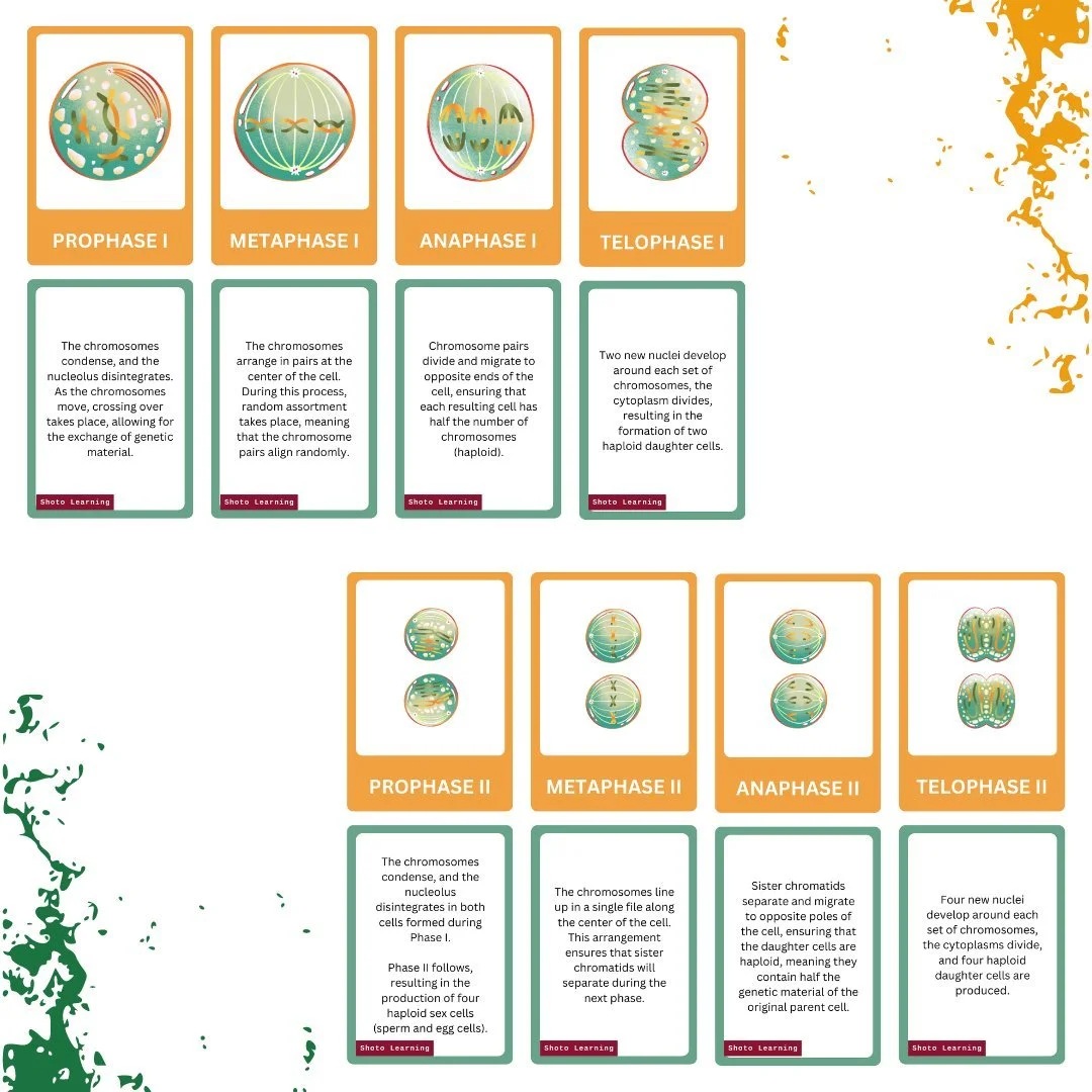 Meiosis Short Questions & Answers Worksheet | 20 Questions PDF