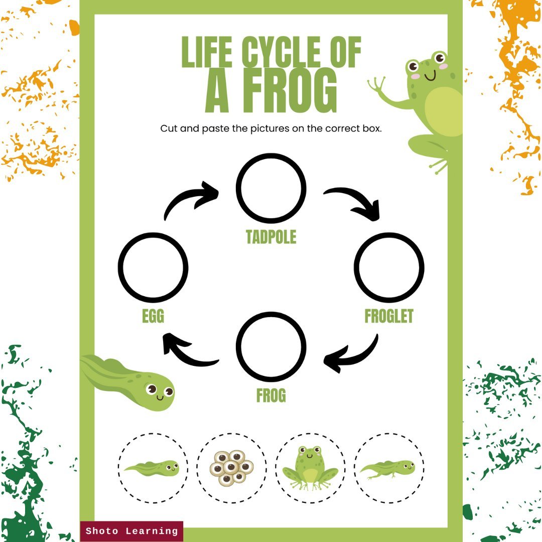 Fun and Educational Frog Life Cycle Crossword Worksheets