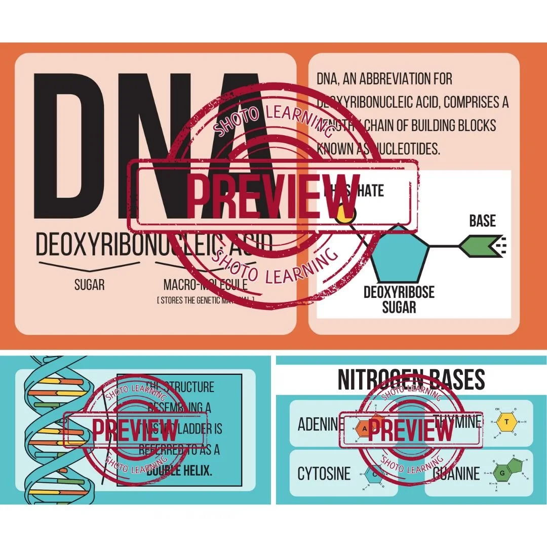 DNA Structure Worksheet: Engaging Exercises with Answers