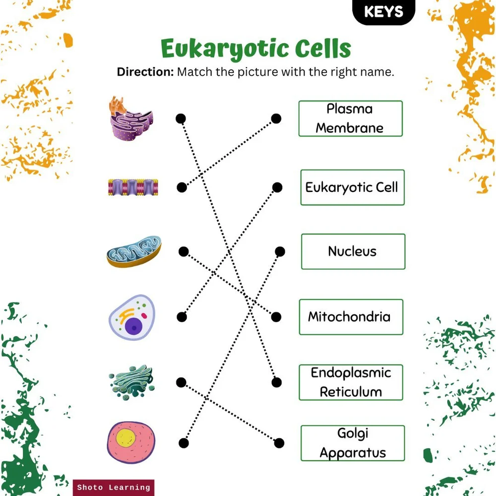 Eukaryotic Cell Matching Worksheet – Organelles & Functions