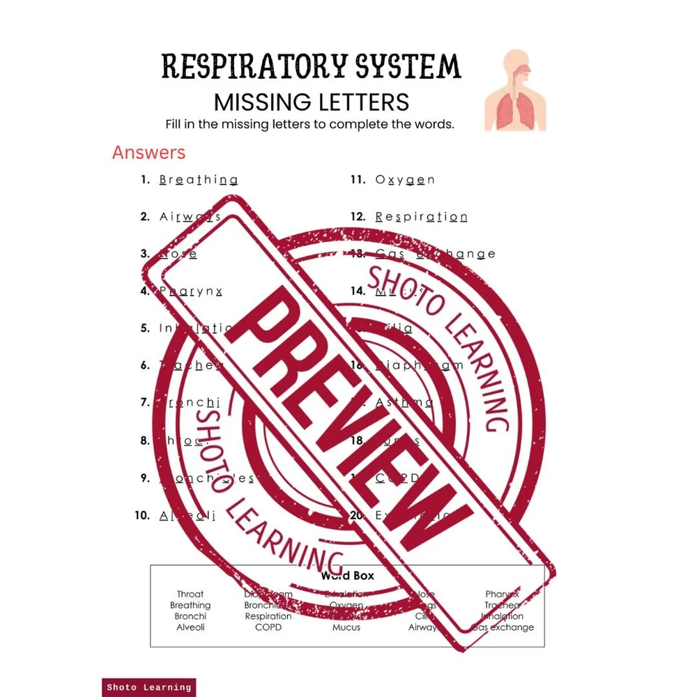 Respiratory System Poster: Learn Anatomy & Function | Free Download