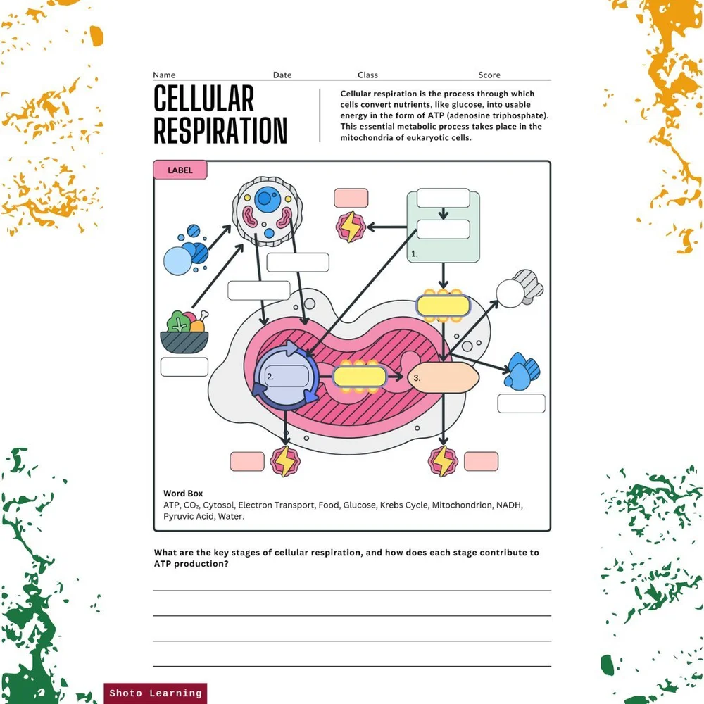 Cellular Respiration Cryptogram Puzzle – Fun Biology Worksheet
