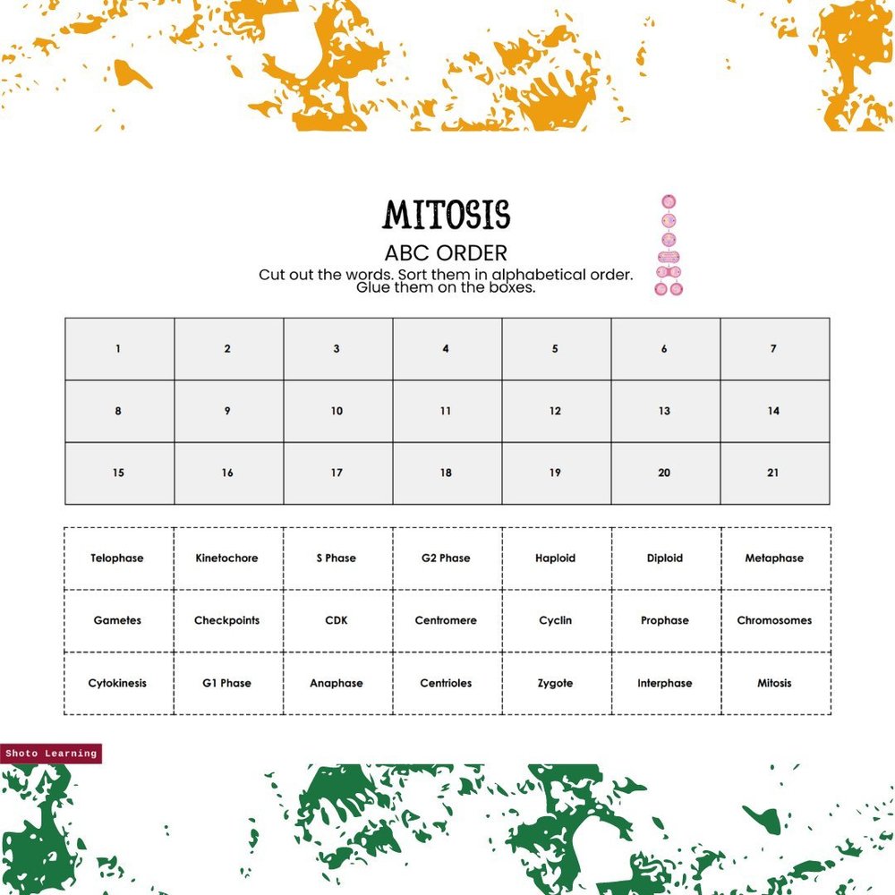 Unveiling Mitosis Poster - Educational Cell Division Chart