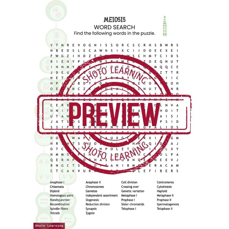 Meiosis Worksheet: 20 Fill-in-the-Blank Questions + Answer Key