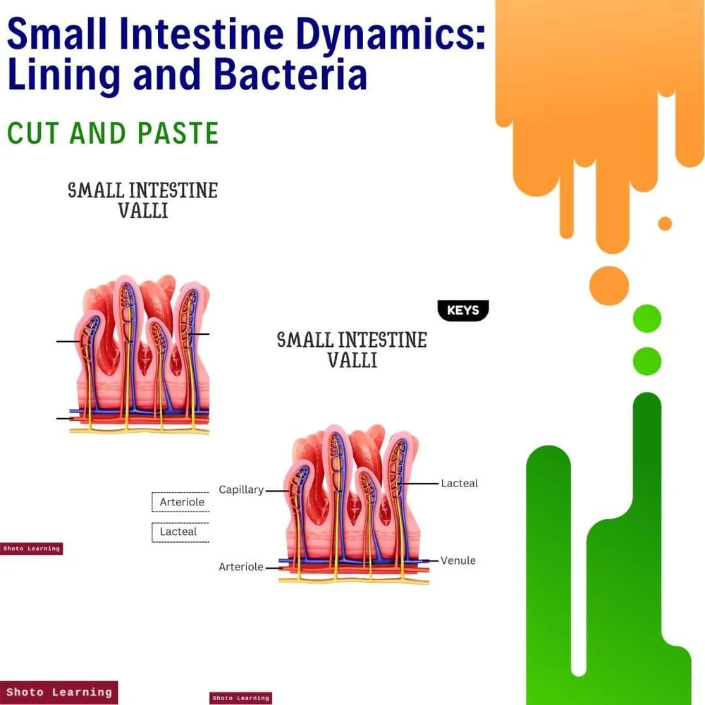 Small Intestine Word Search: Lining & Bacteria Puzzle