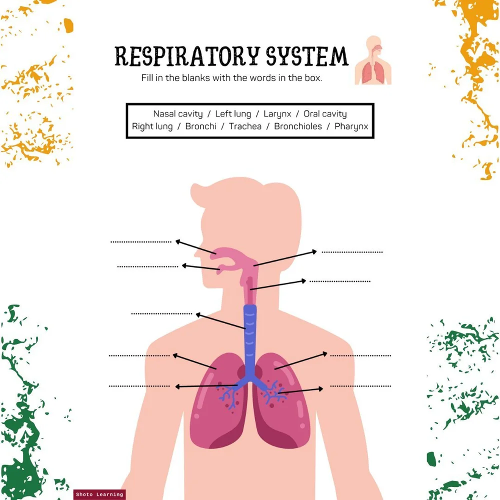 Respiratory System Poster: Learn Anatomy & Function | Free Download