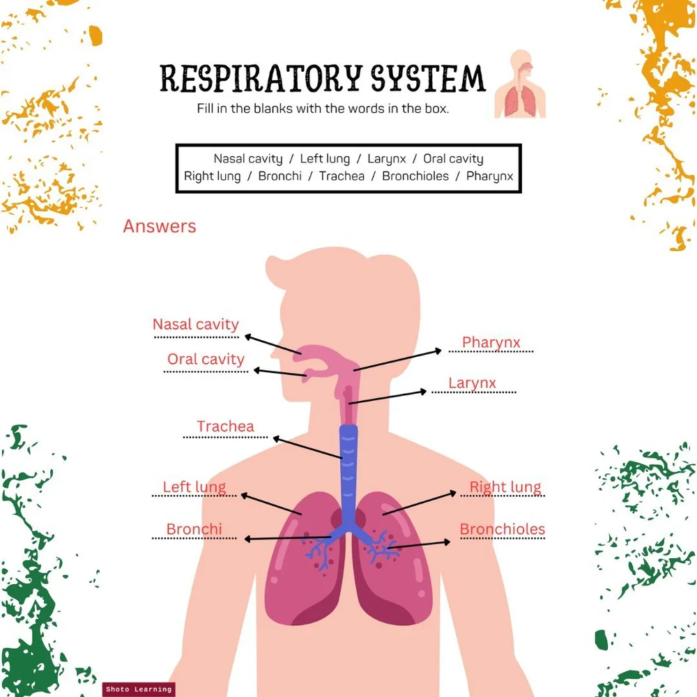 Respiratory System Word Search: A Fun and Educational Puzzle