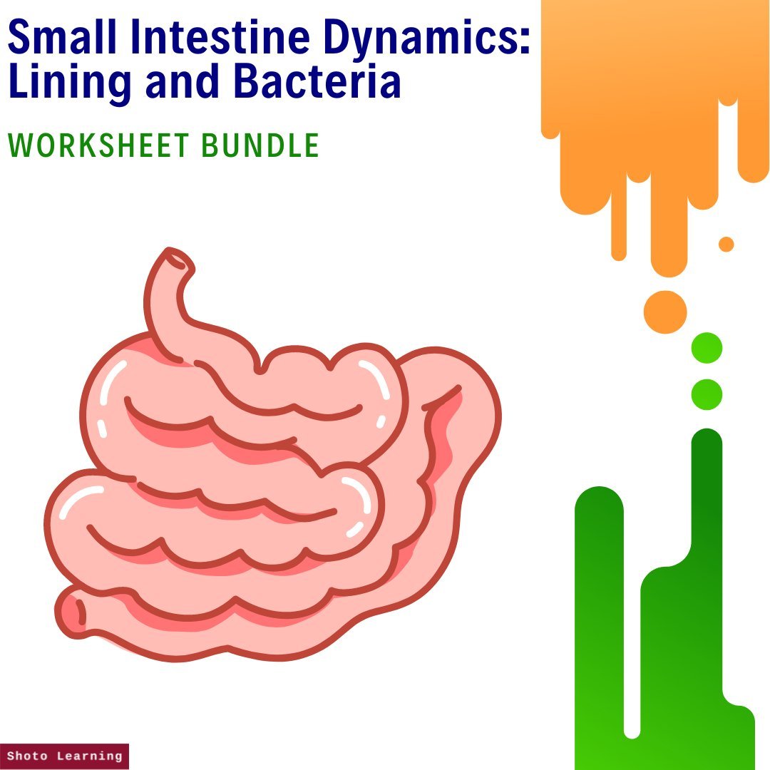Small Intestine Word Search: Lining & Bacteria Puzzle