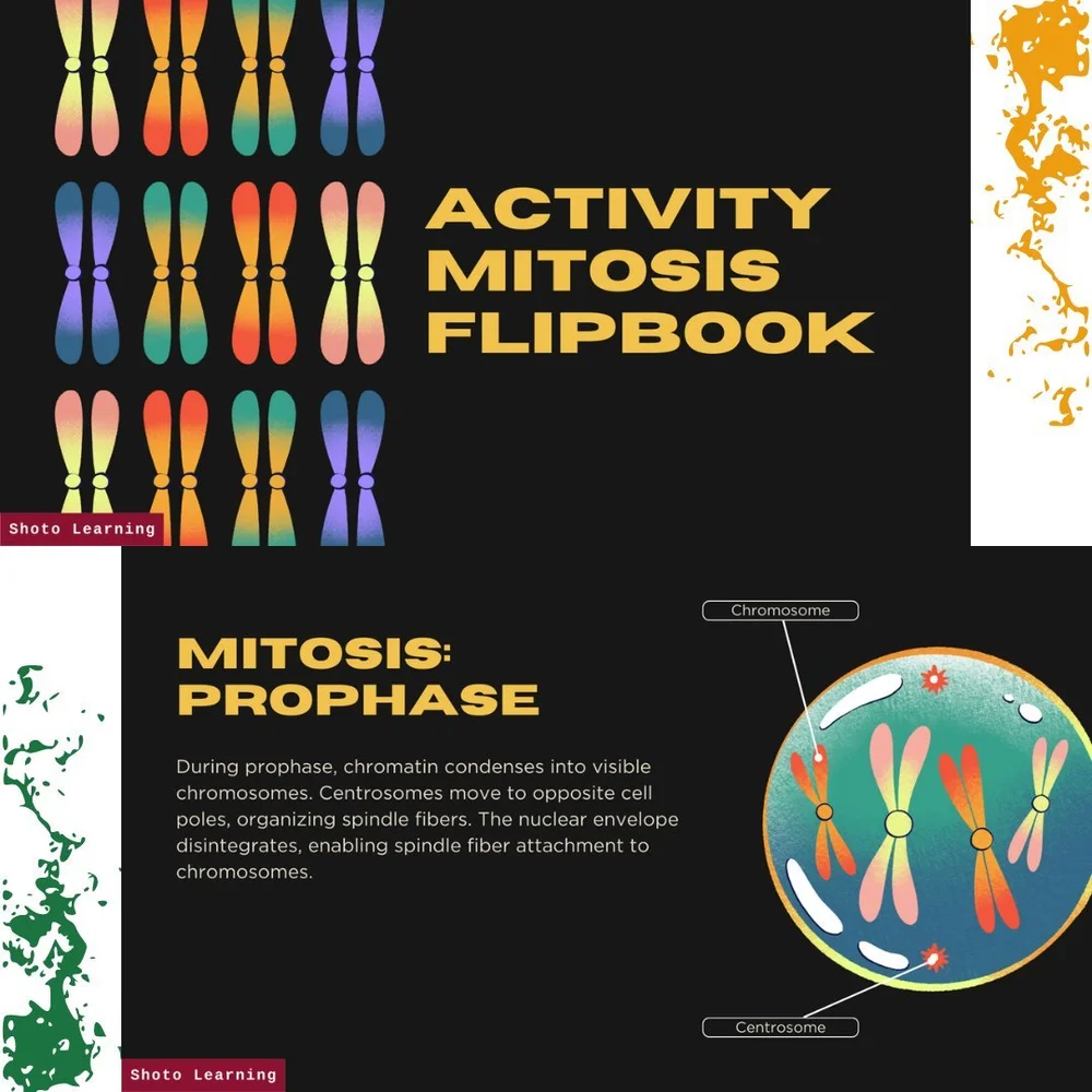 Mitosis Flip Book Answers