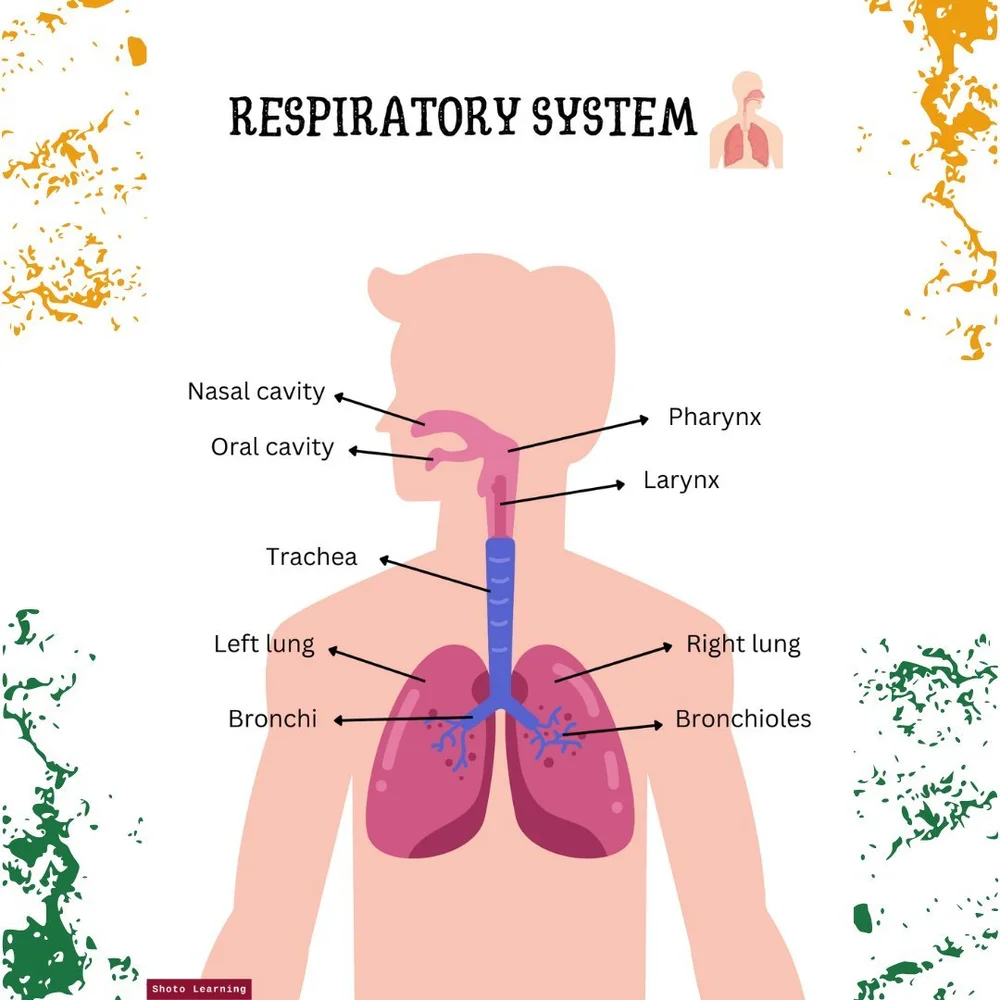Respiratory System ABC Order: Learn and Practice