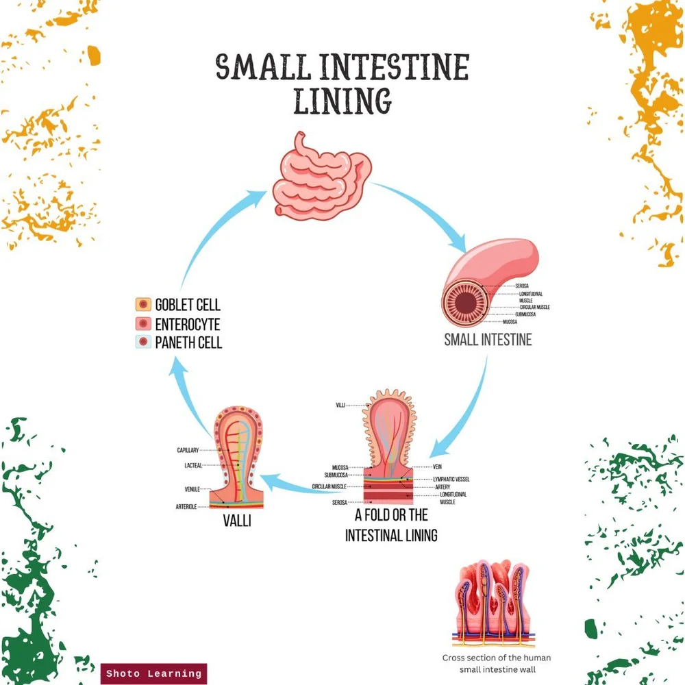Small Intestine Villi Cut & Paste Activity | Anatomy