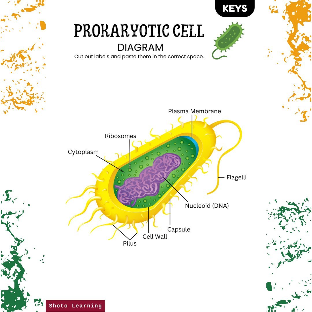 Prokaryotic Cells: PowerPoint, Speech, Video
