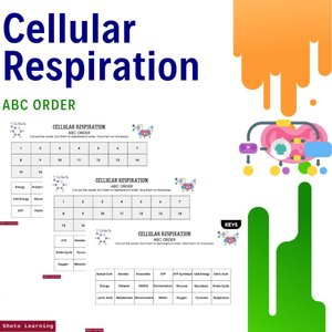 Cellular Respiration Label Worksheet | Word Box & Answer Key