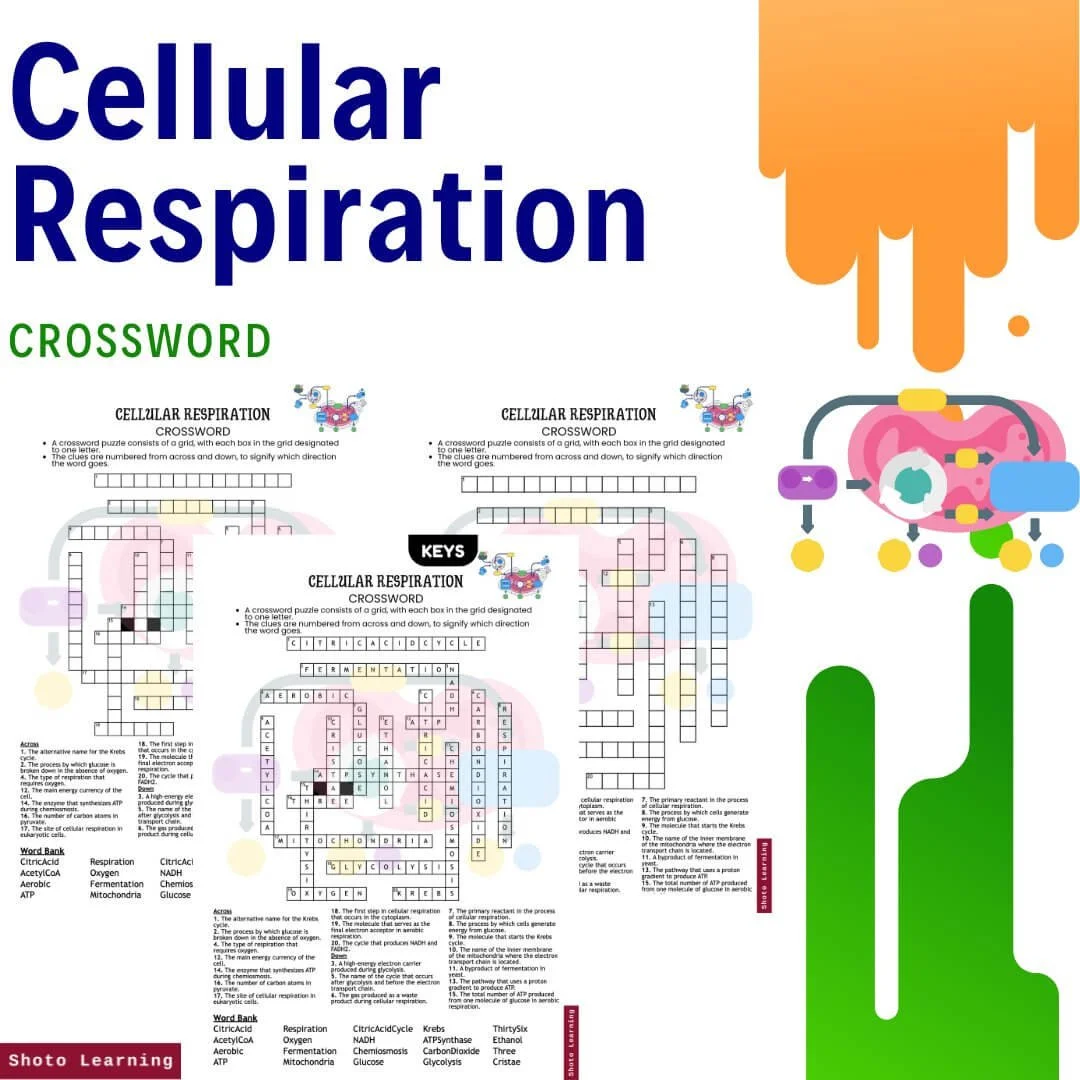 Cellular Respiration Label Worksheet | Word Box & Answer Key
