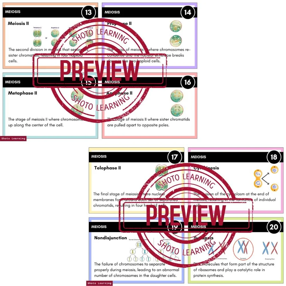 Meiosis Process Poster – Visual Cell Division Guide | PDF Download