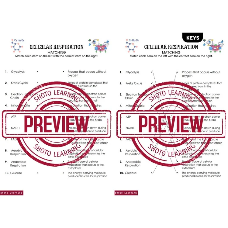 Cellular Respiration Label Worksheet | Word Box & Answer Key