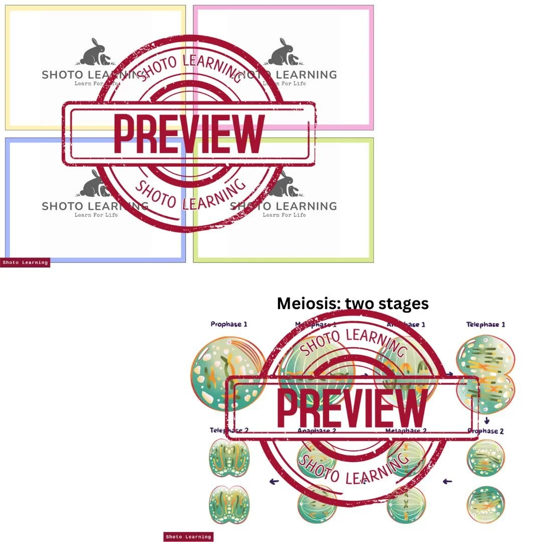 Meiosis Process Poster – Visual Cell Division Guide | PDF Download