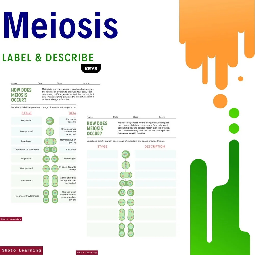 Meiosis Short Questions & Answers Worksheet | 20 Questions PDF